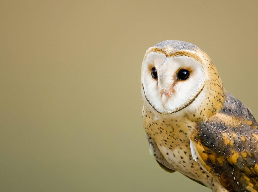 Insights – Rutherford Rede